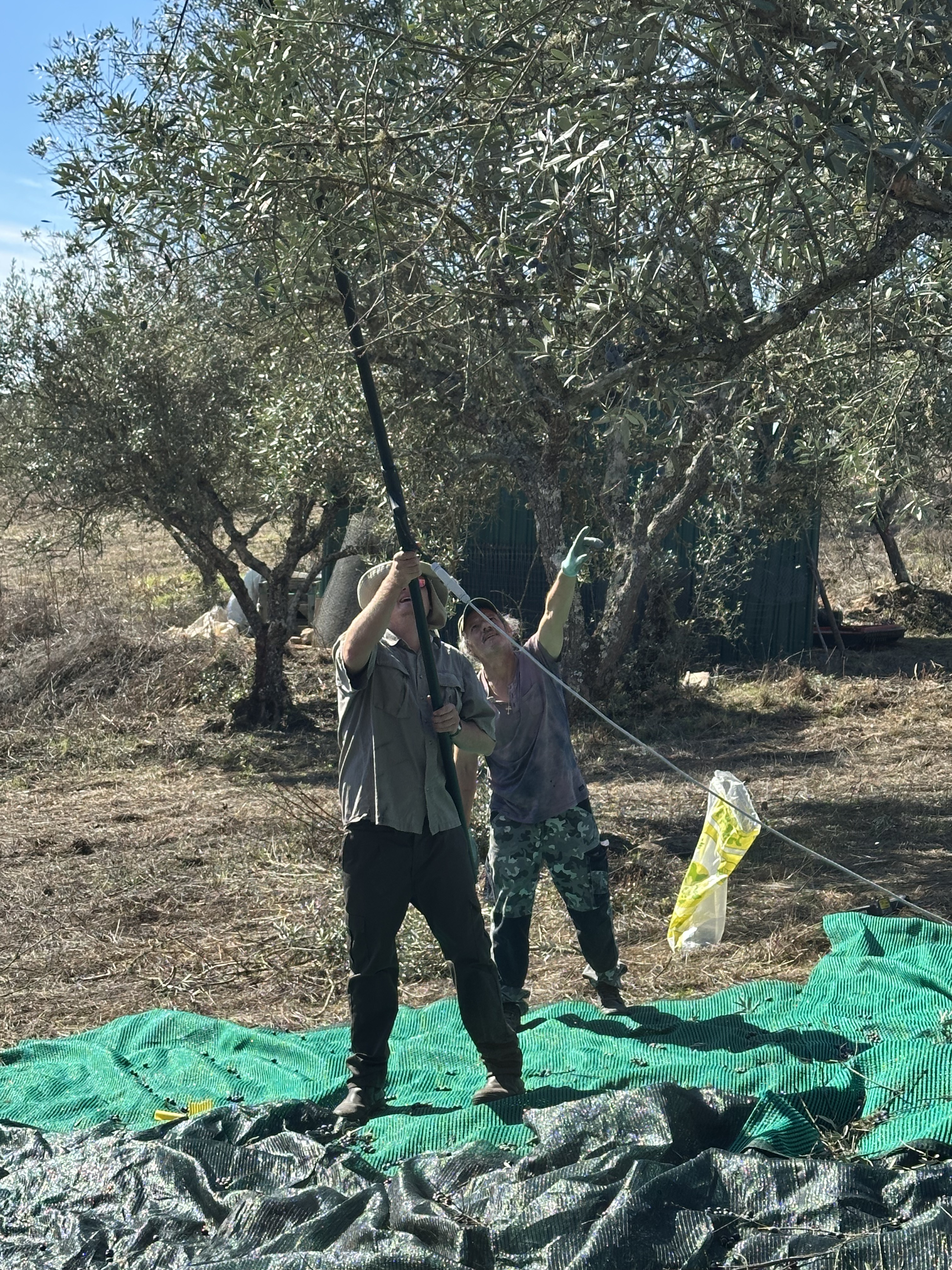 The Art of Olive Harvesting: Hand-Picking vs. Tree Shaking – G-Agri